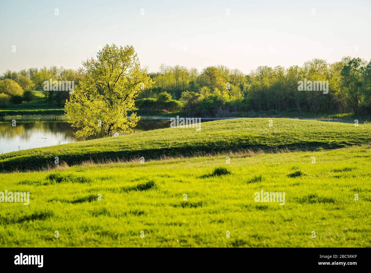 Countryside landscape - a lake and, a tree and a green meadows. Spring ...