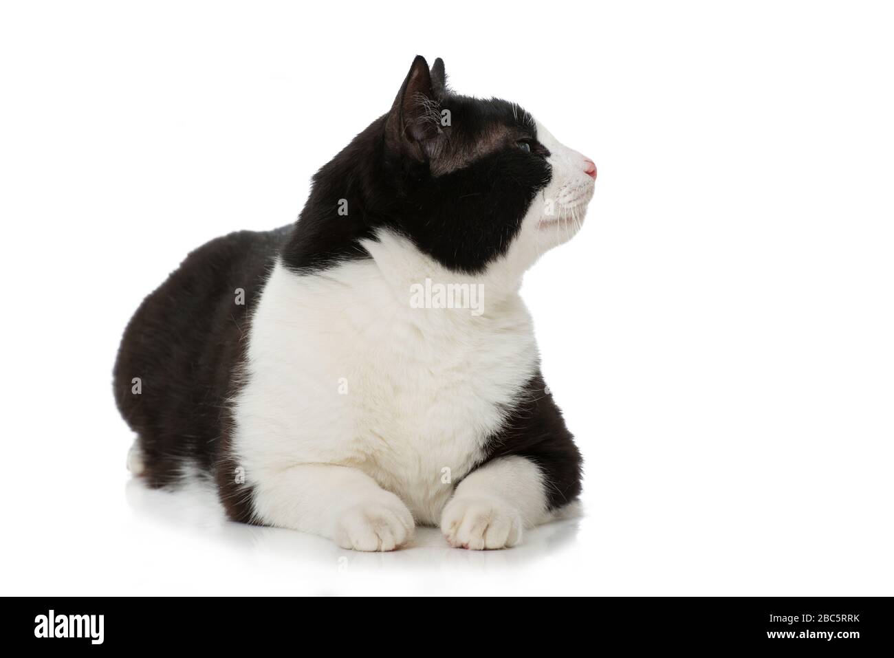 On black backdrop cat Cut Out Stock Images & Pictures - Alamy
