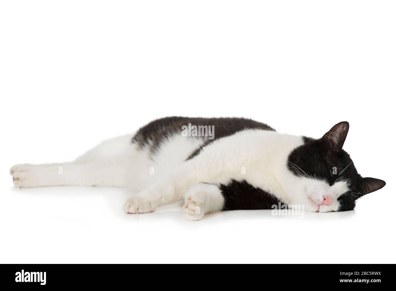 Cute stray cat close Cut Out Stock Images & Pictures - Alamy