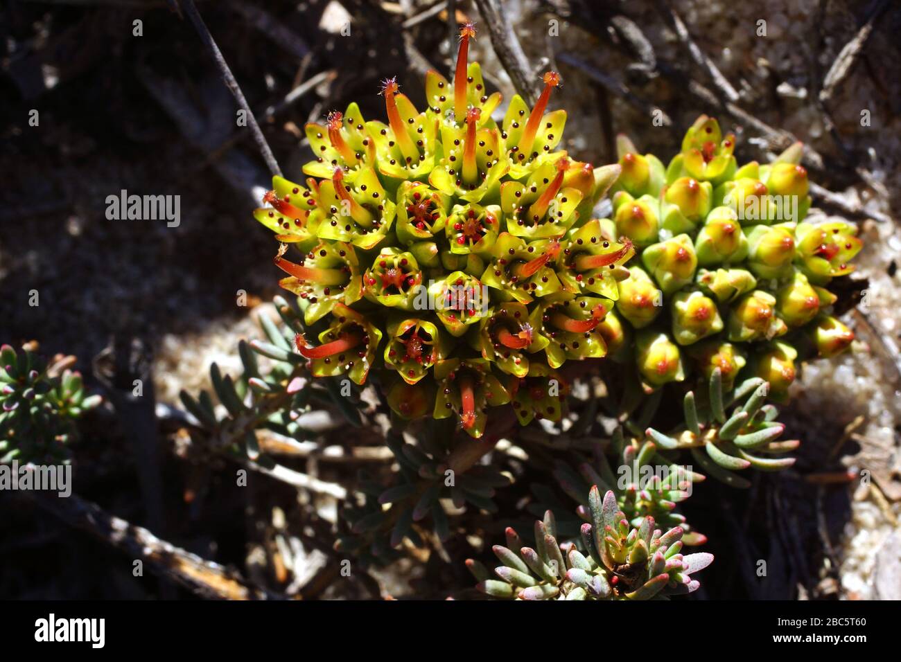 Australian wildflowers: Darwinia virescens, the Murchison Darwinia ...