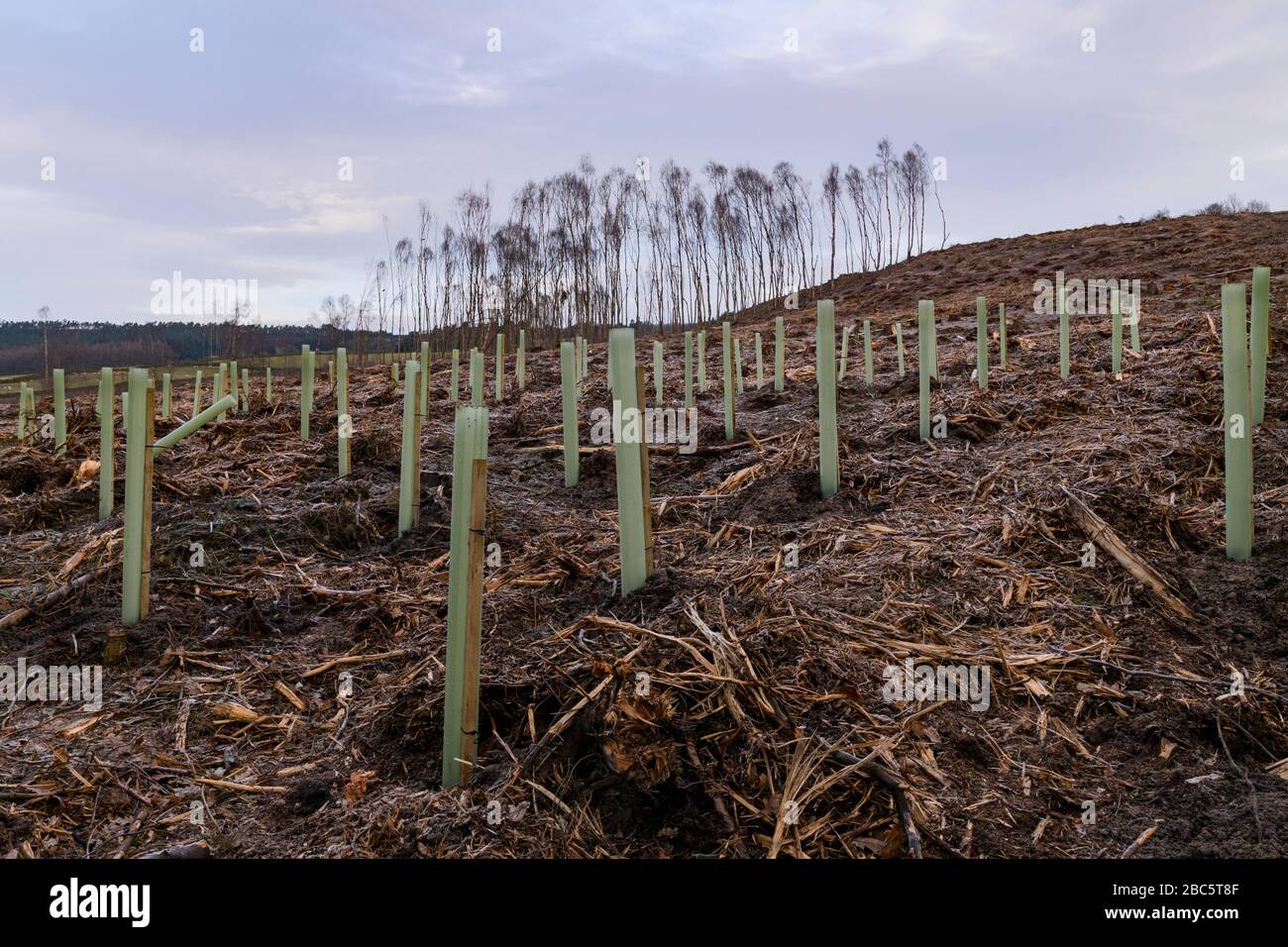 Clear-felling or tree felling on woodland clear-fell site, felled trees ...