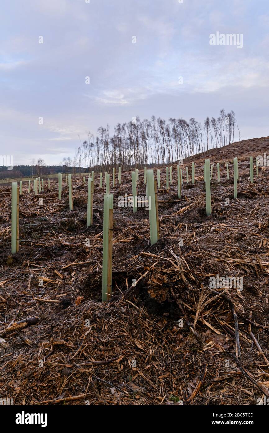 Clear-felling or tree felling on woodland clear-fell site, felled trees ...