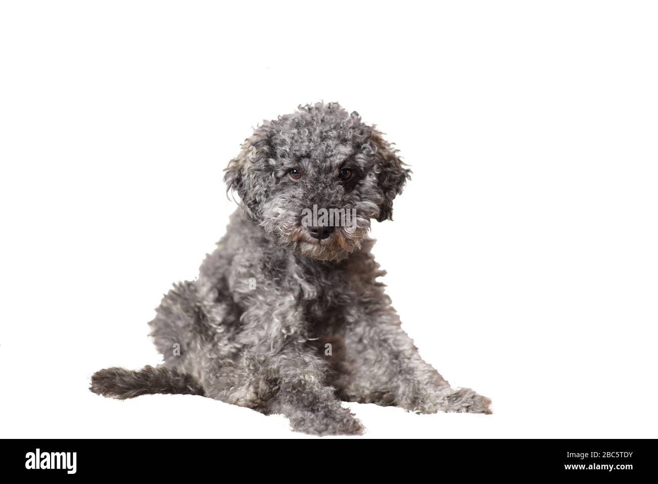 Cut out of young grey poodle dog with teddy cut sitting on the ground ...