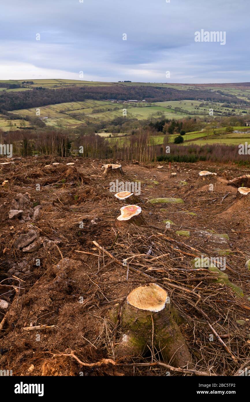 Clear-felling or tree felling, clear-fell site, stumps, felled trees ...