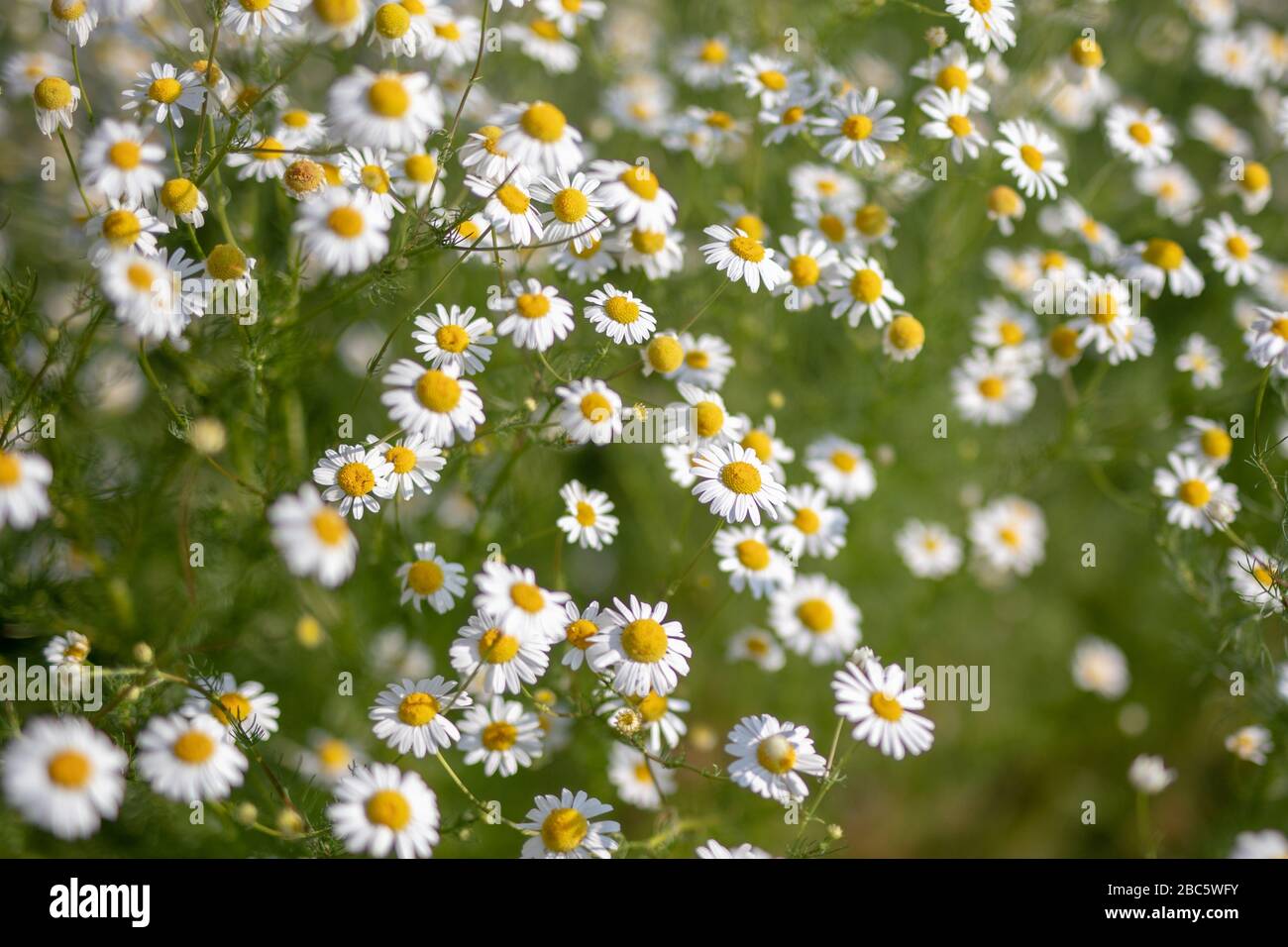 daisy flower bed. background of chamomile garden. Matricaria chamomilla ...