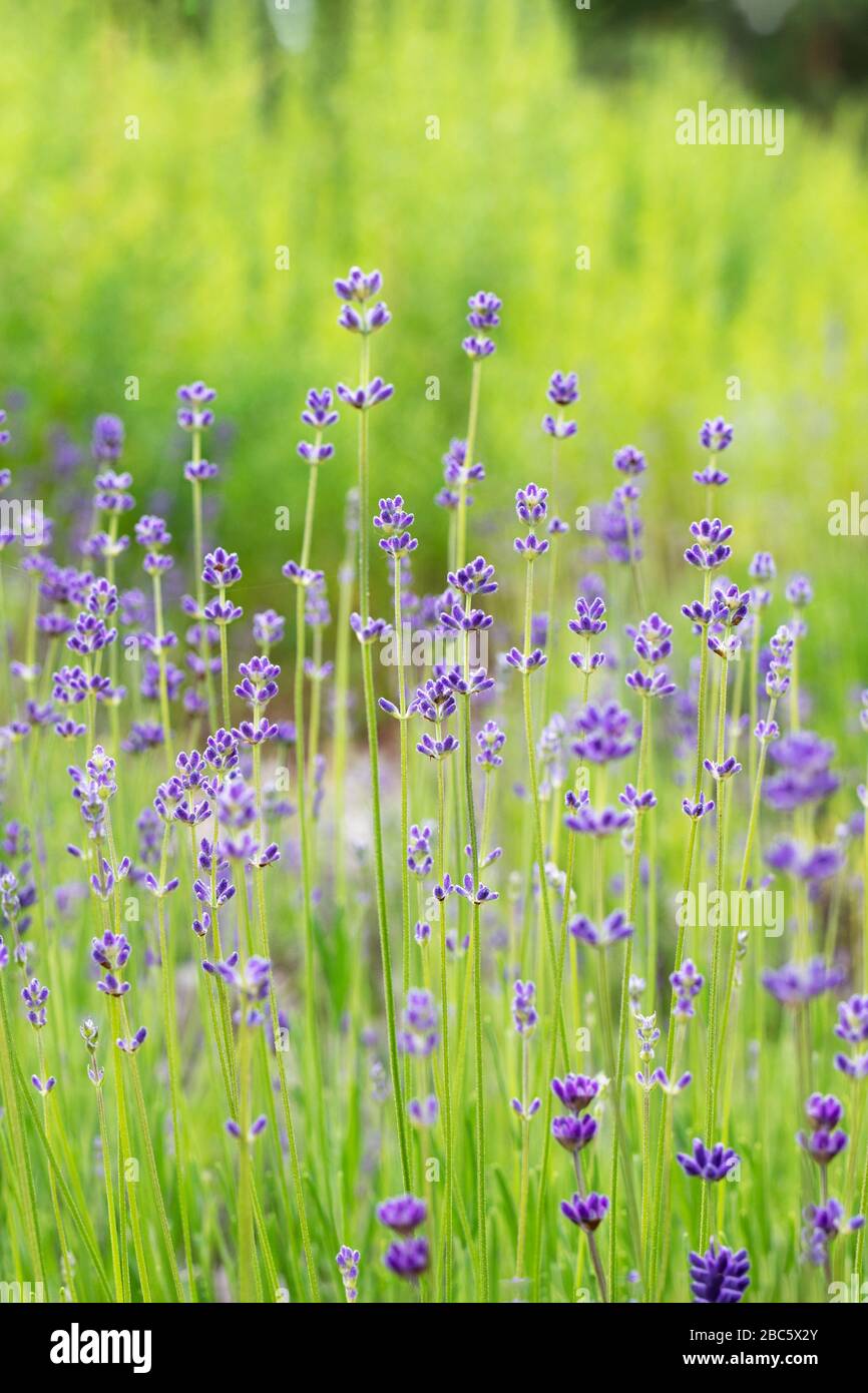 Fragrant purple lavender flowers close-up on blur green garden ...