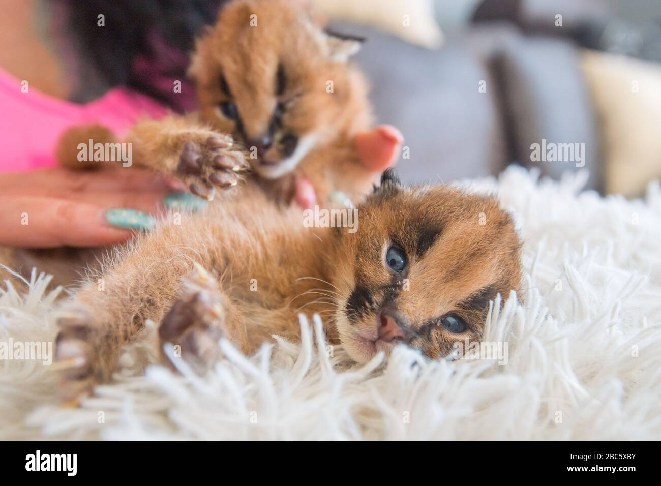 Jahnsdorf, Germany April 2nd, 2020: Raising Karakal babies with the ...