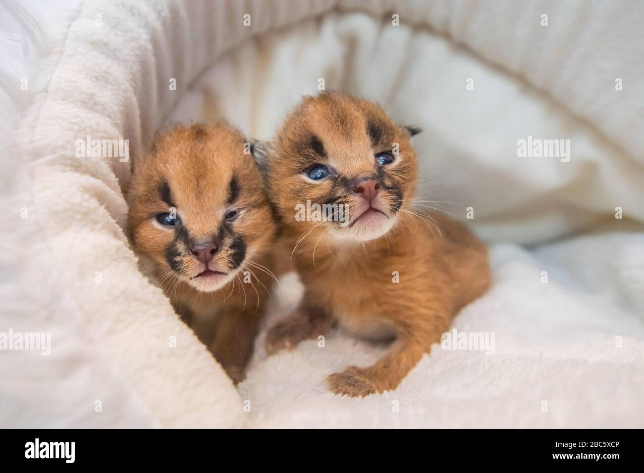 Newborn Caracal