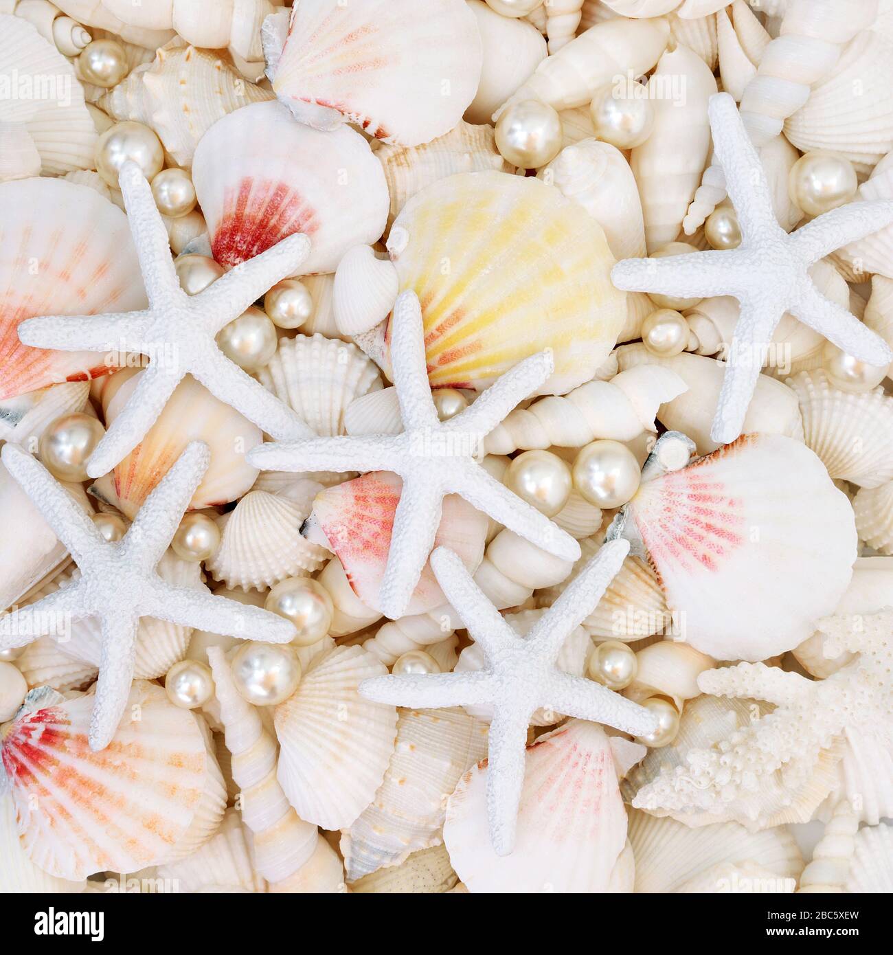 Nature collage shells hi-res stock photography and images - Alamy