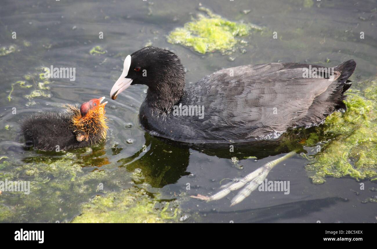 A Mother Coot Feeding its Young Chick Stock Photo - Alamy