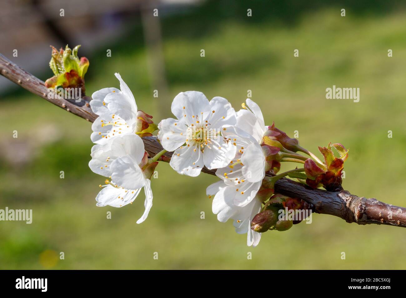 Sweet Cherry Tree in Spring Blossom Stock Photo - Alamy