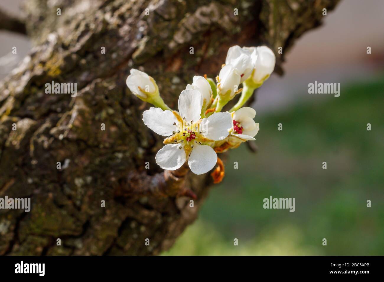 Pear tree garden hi-res stock photography and images - Alamy