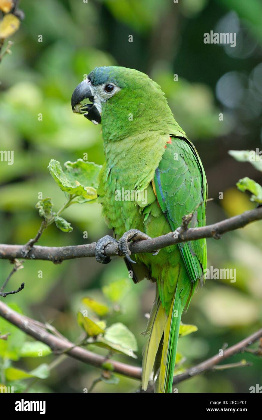 Noble macaw hahns macaw hi-res stock photography and images - Alamy