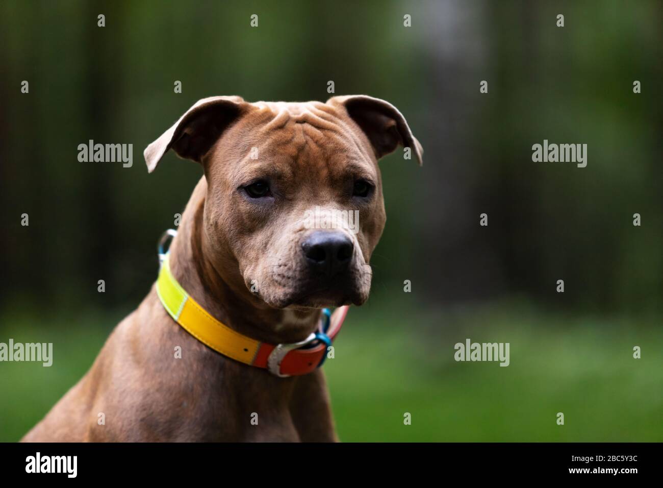 Red american staffordshire terrier walks outdoor at park Stock Photo ...