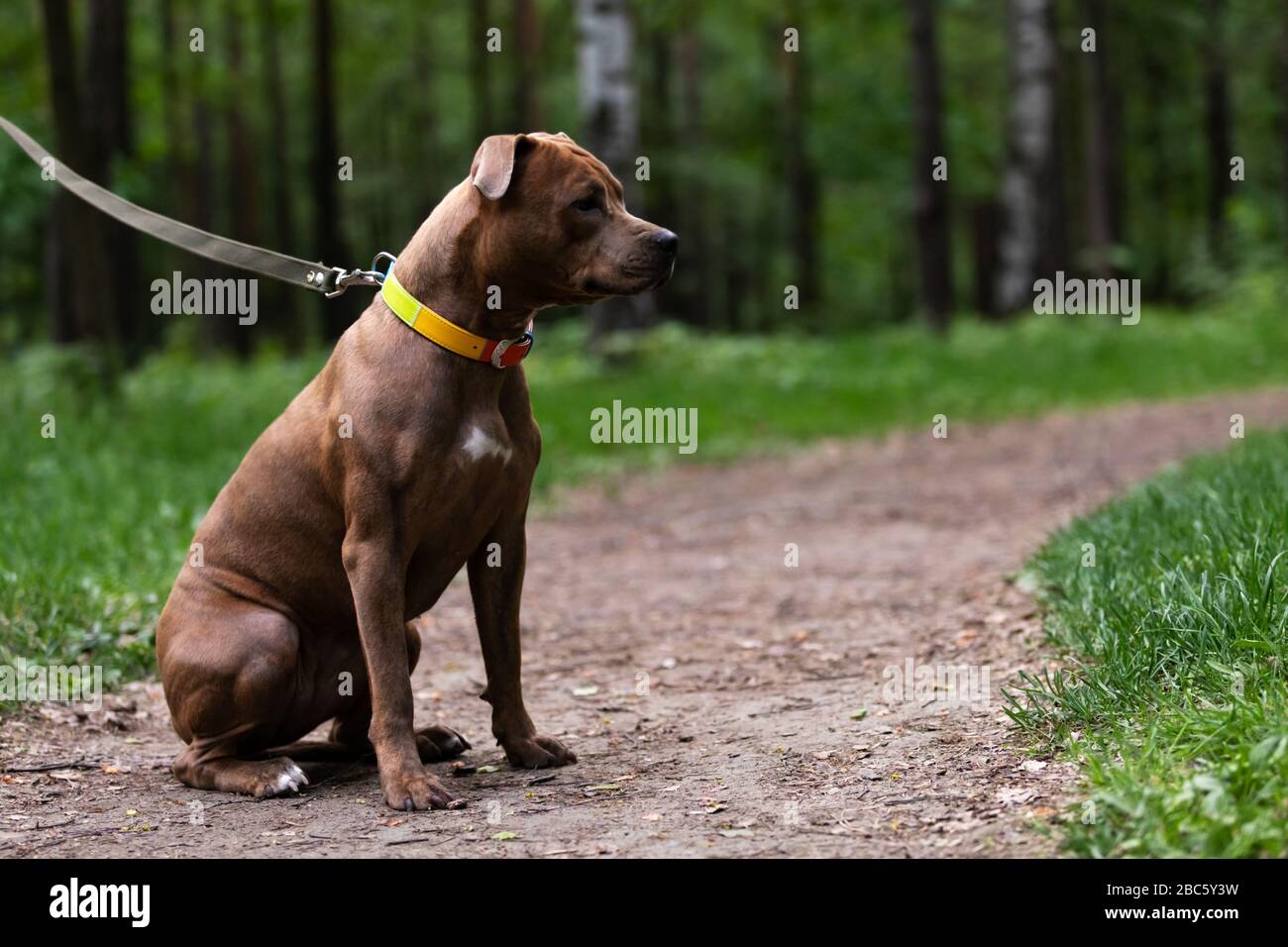 Red american staffordshire terrier walks outdoor at park Stock Photo ...