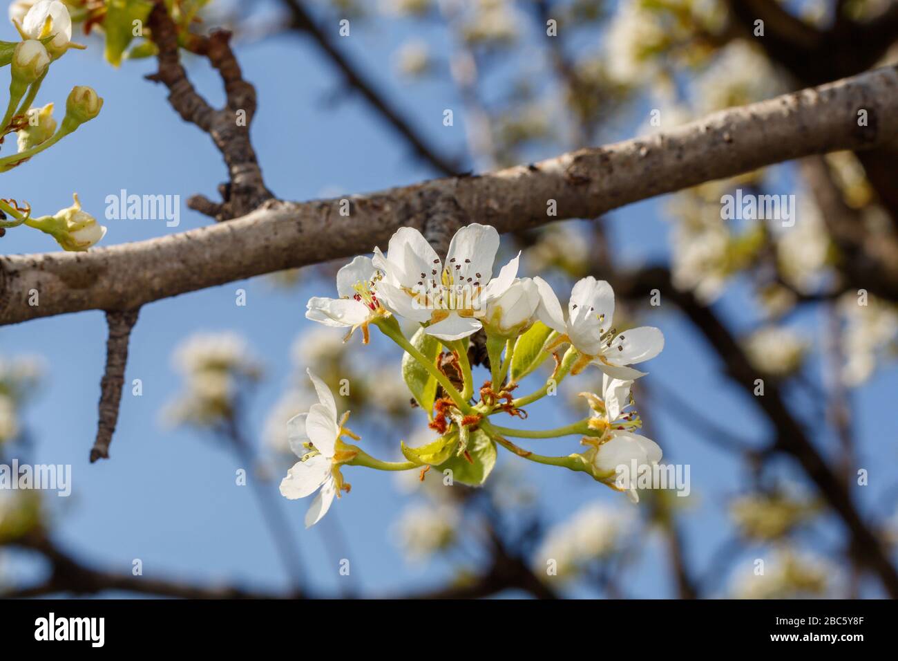Pear tree garden hi-res stock photography and images - Alamy