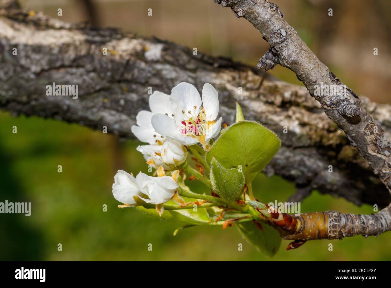 Pear tree garden hi-res stock photography and images - Alamy