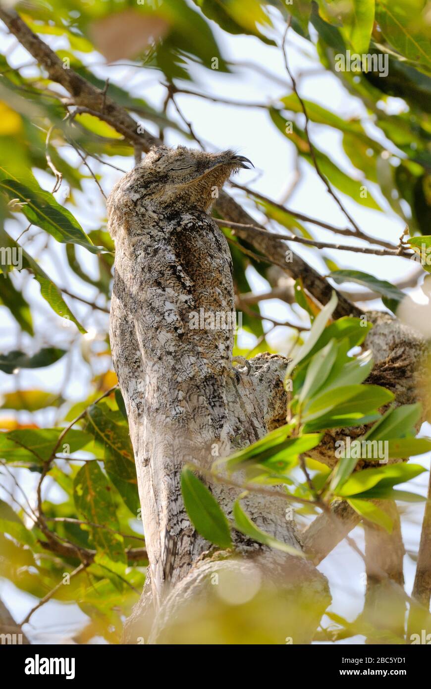 giant or great Potoo, Nyctibius grandis, sitting in a tree, LLANOS ...