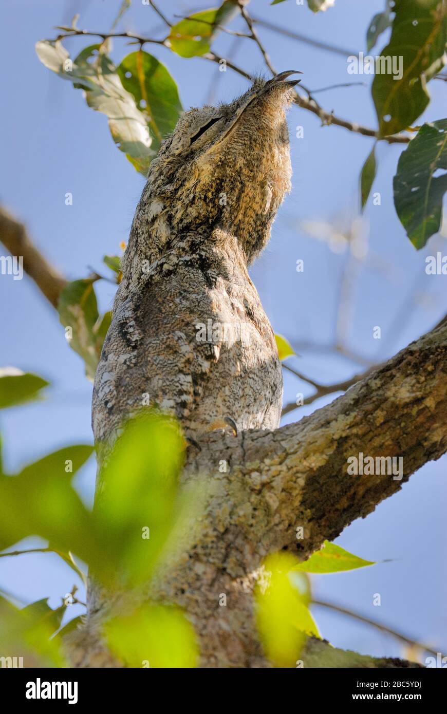 giant or great Potoo, Nyctibius grandis, sitting in a tree, LLANOS ...