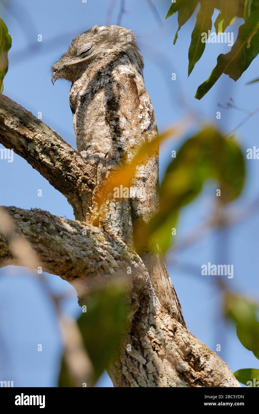 giant or great Potoo, Nyctibius grandis, sitting in a tree, LLANOS ...