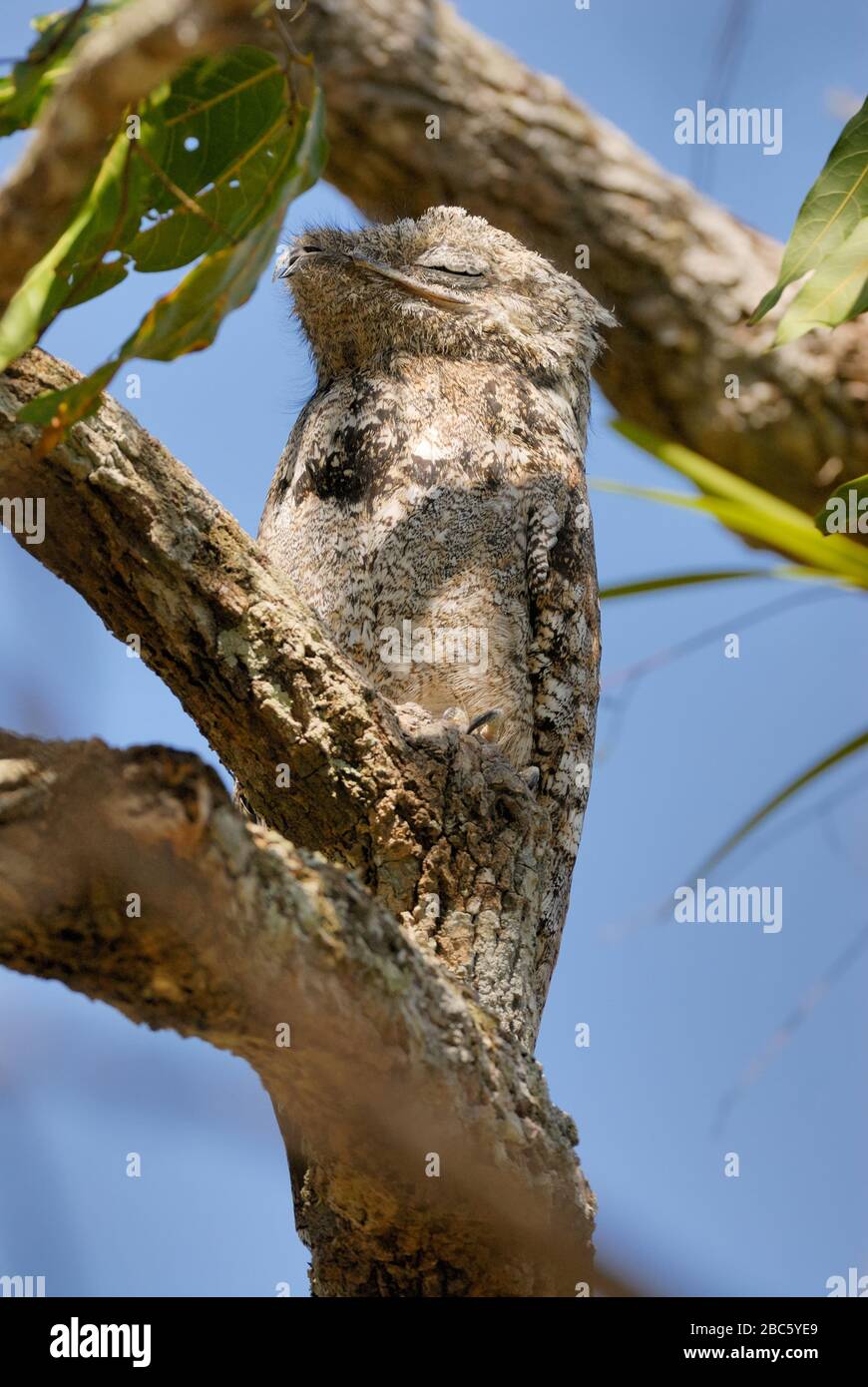giant or great Potoo, Nyctibius grandis, sitting in a tree, LLANOS ...