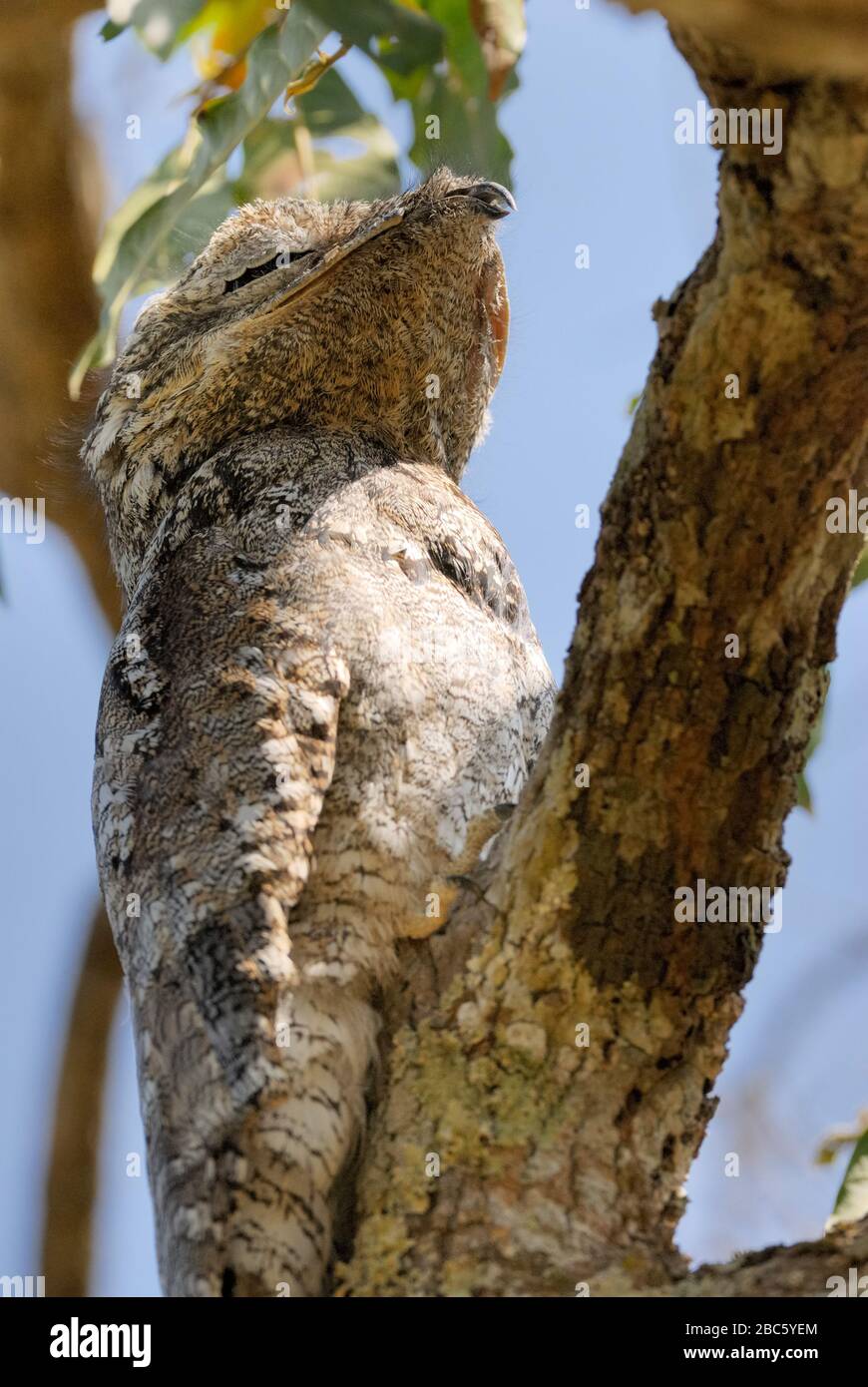 Urutau bird hi-res stock photography and images - Alamy