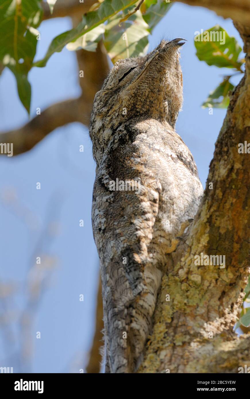 giant or great Potoo, Nyctibius grandis, sitting in a tree, LLANOS ...