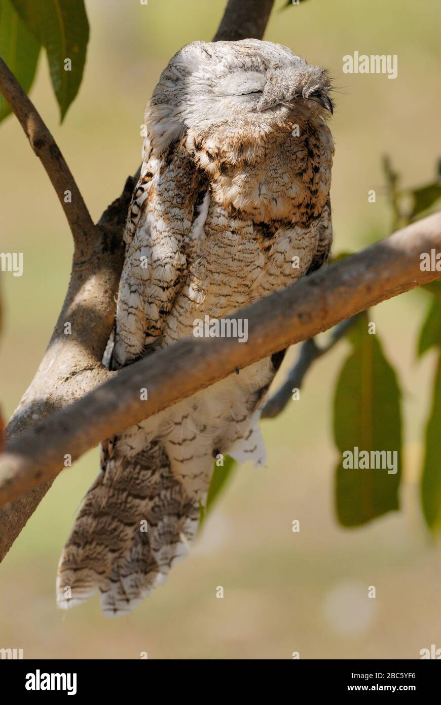 Riesen potoo hi-res stock photography and images - Alamy