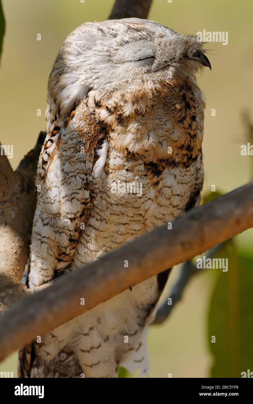 Urutau bird hi-res stock photography and images - Alamy