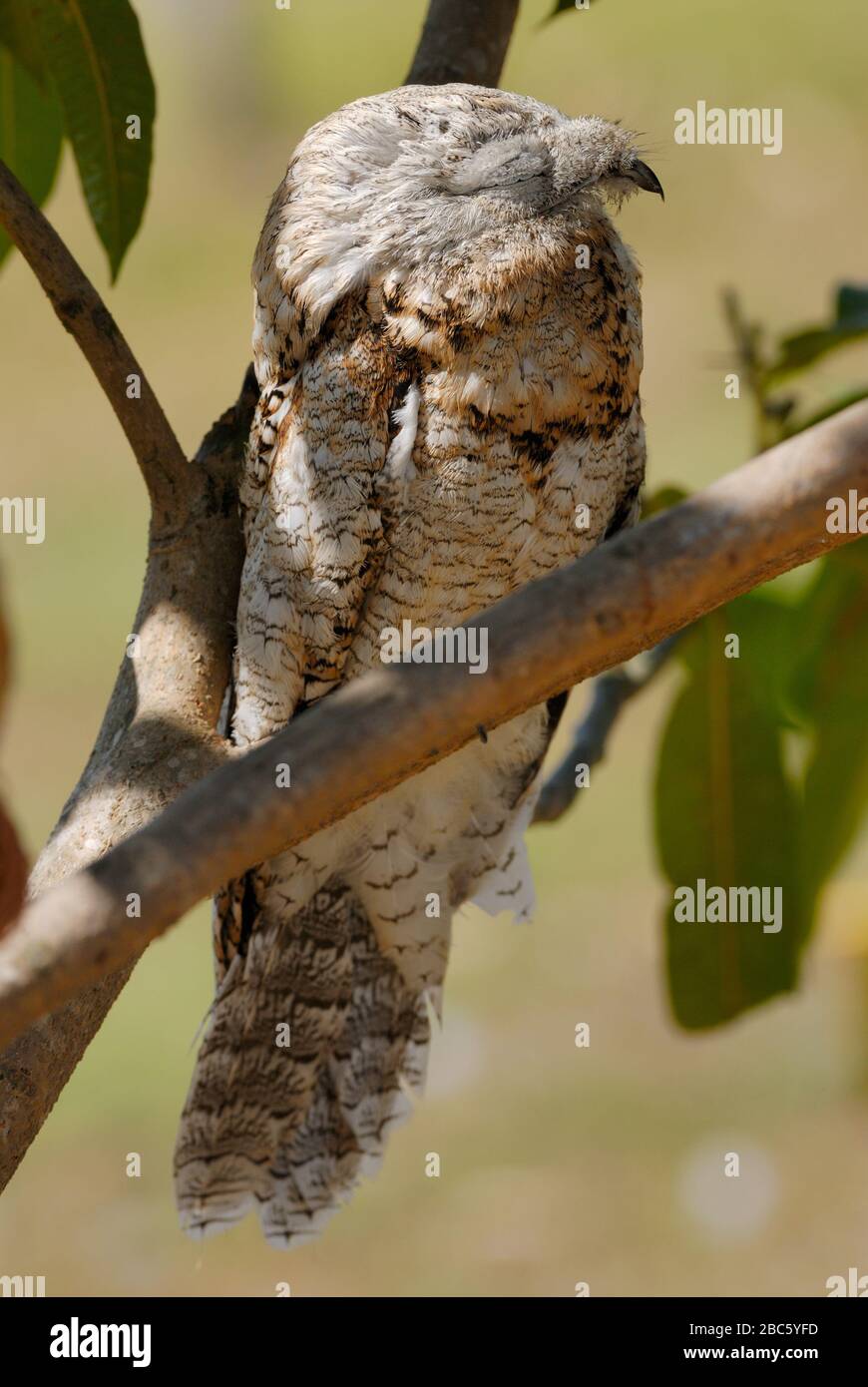 giant or great Potoo, Nyctibius grandis, sitting in a tree, LLANOS ...