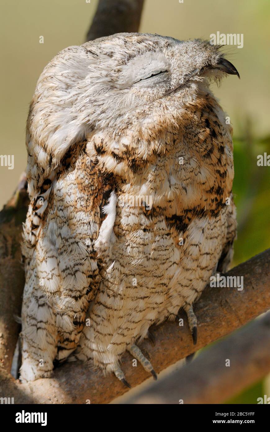 giant or great Potoo, Nyctibius grandis, sitting in a tree, LLANOS ...