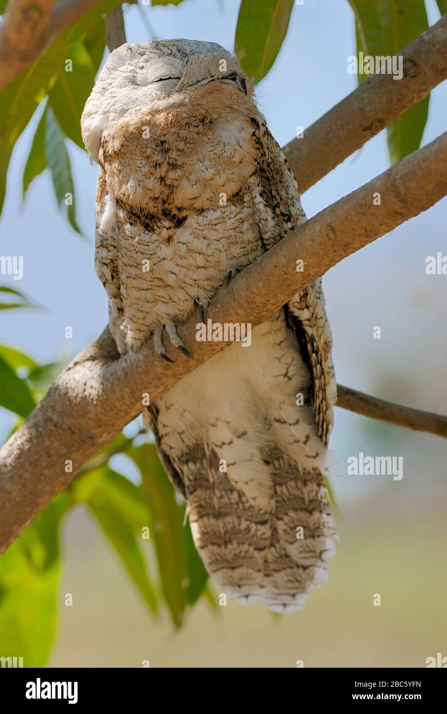 giant or great Potoo, Nyctibius grandis, sitting in a tree, LLANOS ...