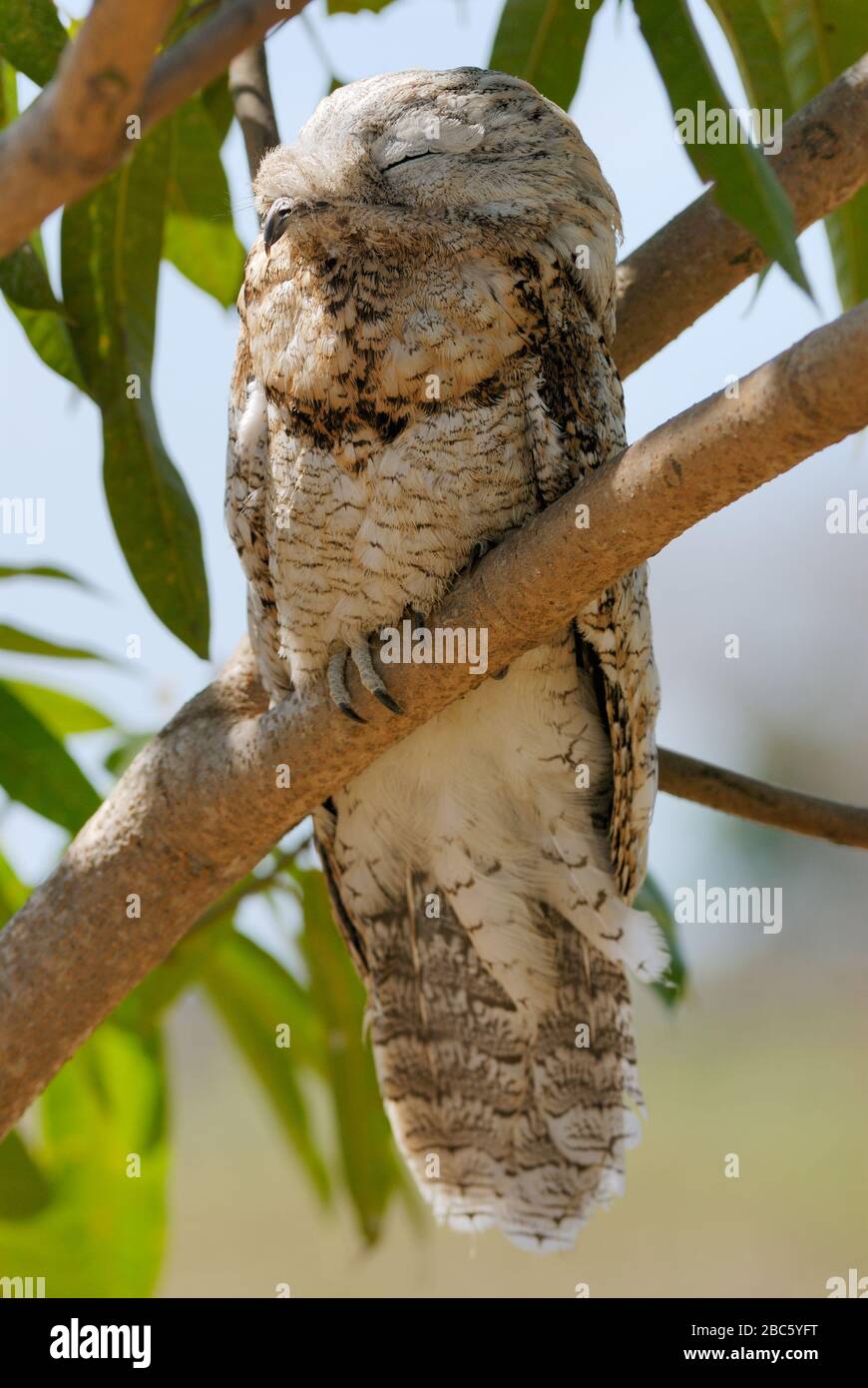 giant or great Potoo, Nyctibius grandis, sitting in a tree, LLANOS ...