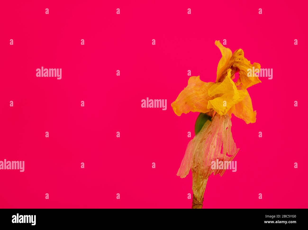 Decaying daffodil hi-res stock photography and images - Alamy