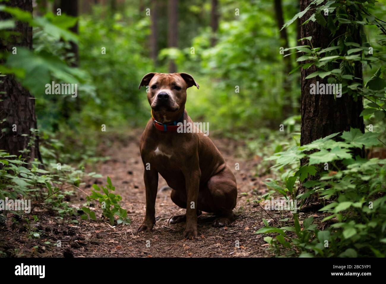 Red american staffordshire terrier walks outdoor at park Stock Photo ...