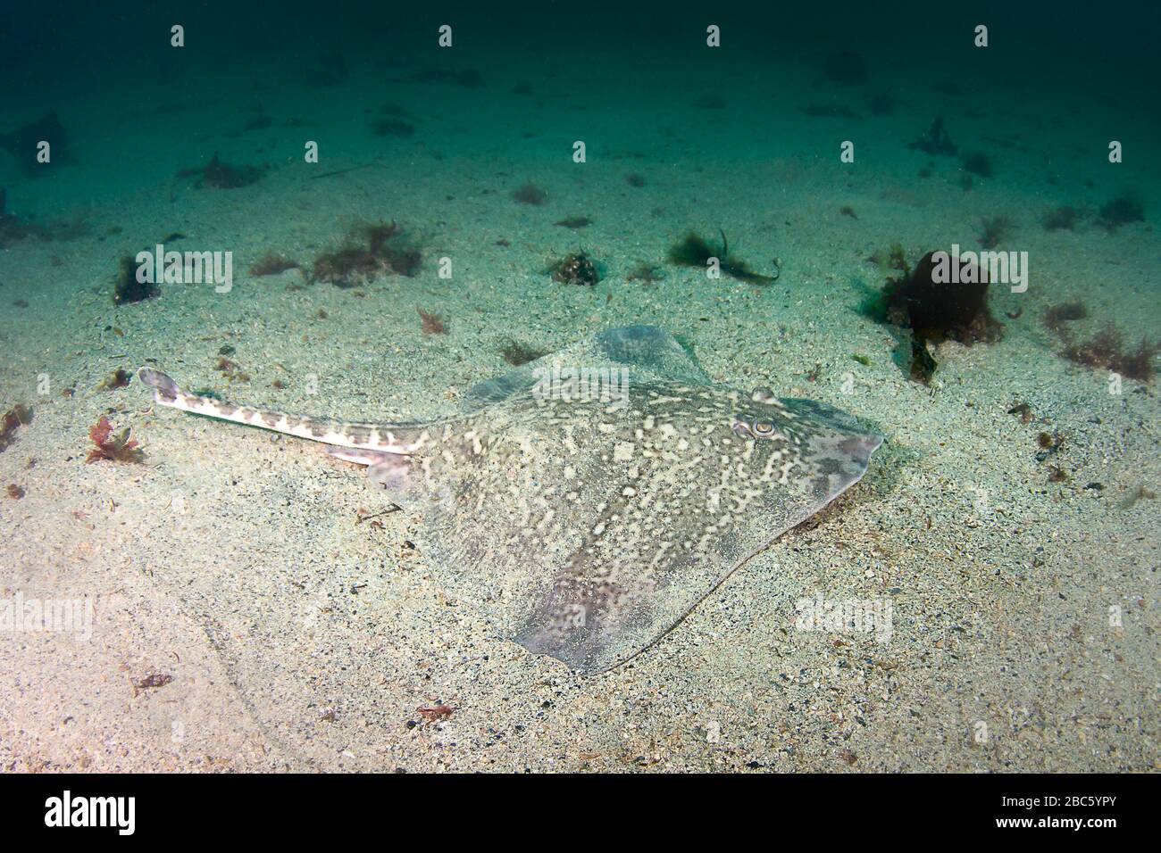 Thornback ray hi-res stock photography and images - Alamy
