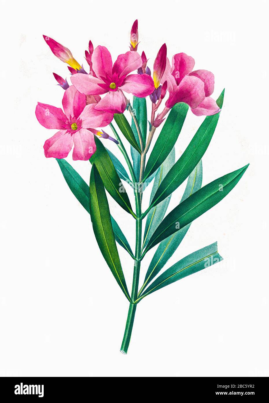 Redoute flowers Cut Out Stock Images & Pictures - Alamy