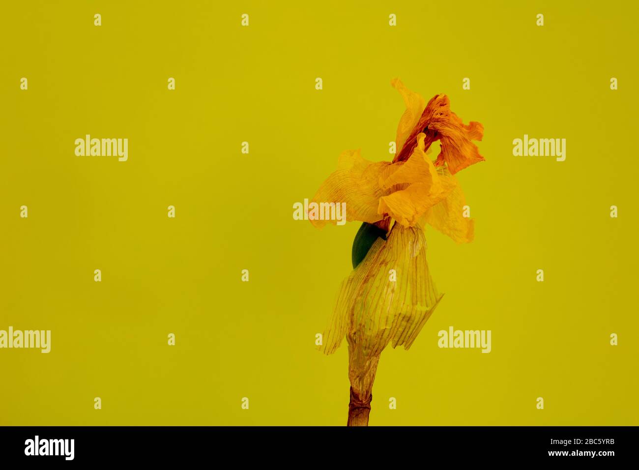 Concept of withering hi-res stock photography and images - Alamy