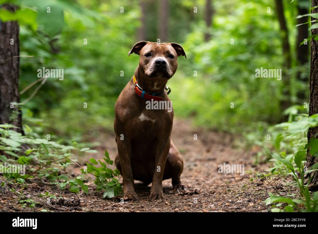 Red american staffordshire terrier walks outdoor at park Stock Photo ...