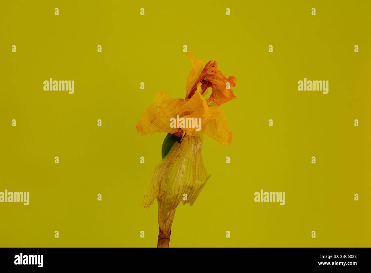 Decaying daffodil hi-res stock photography and images - Alamy