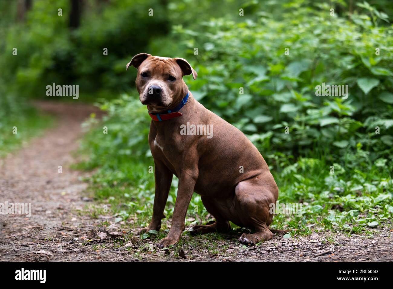 Red american staffordshire terrier walks outdoor at park Stock Photo ...