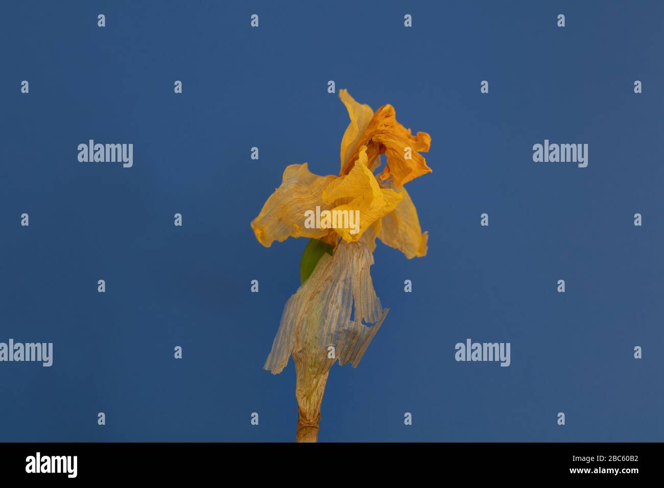 Decaying daffodil hi-res stock photography and images - Alamy