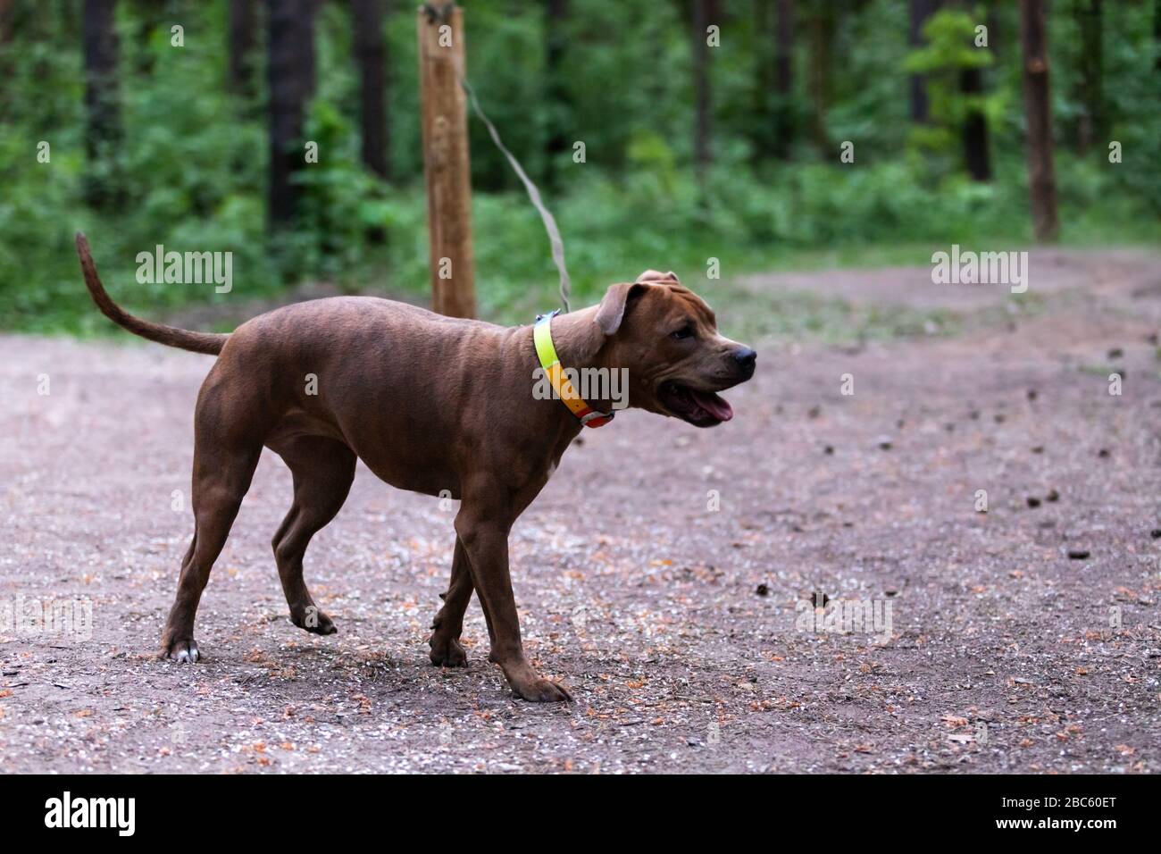 Red american staffordshire terrier walks outdoor at park Stock Photo ...