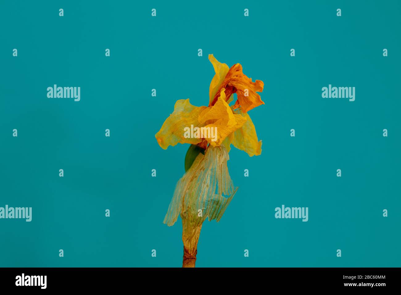 Withering daffodil seen against a colourful background Stock Photo - Alamy