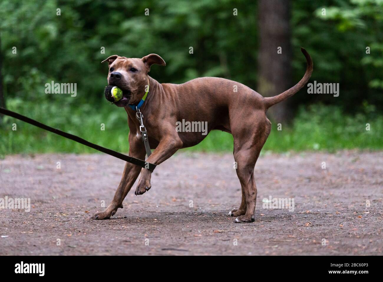 Red american staffordshire terrier walks outdoor at park Stock Photo ...