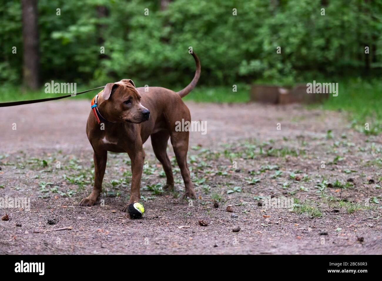 Red american staffordshire terrier walks outdoor at park Stock Photo ...
