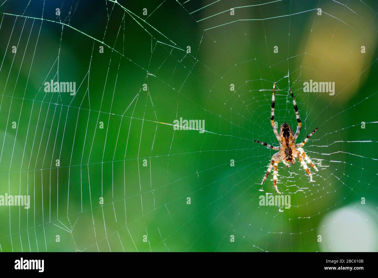 Spiderweb background, network of spider, spring season, beauty of wild ...