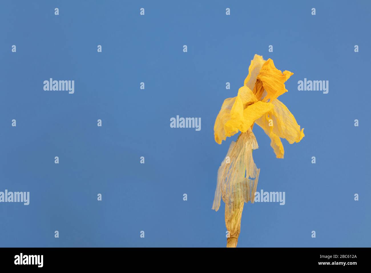 Decaying daffodil hi-res stock photography and images - Alamy