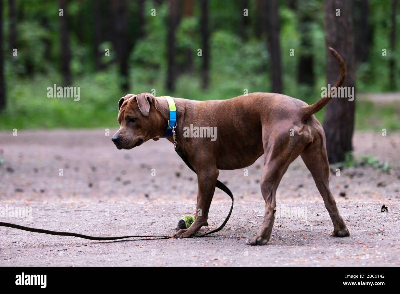 Red american staffordshire terrier walks outdoor at park Stock Photo ...