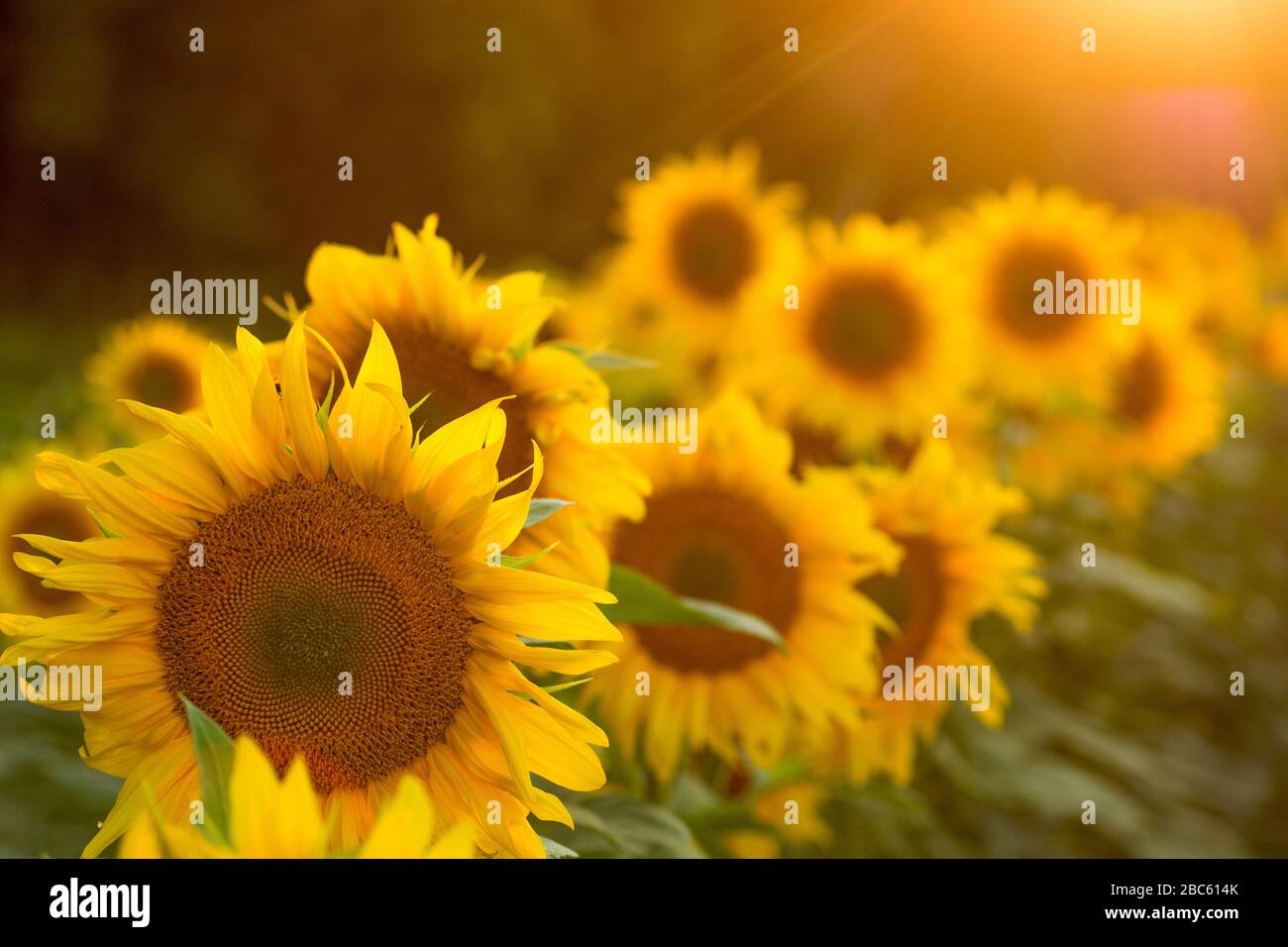 Sunflower field at sunset. Filtered Instagram effect Stock Photo - Alamy